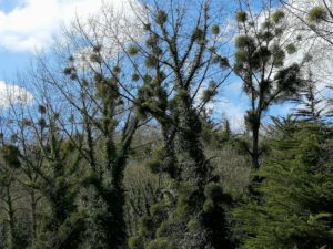 Things to See and Do in Lehon, Bretagne, France – Tales from Brittany