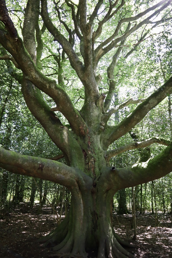 The Forest of Brocéliande: Where Legends are Born – Tales from Brittany